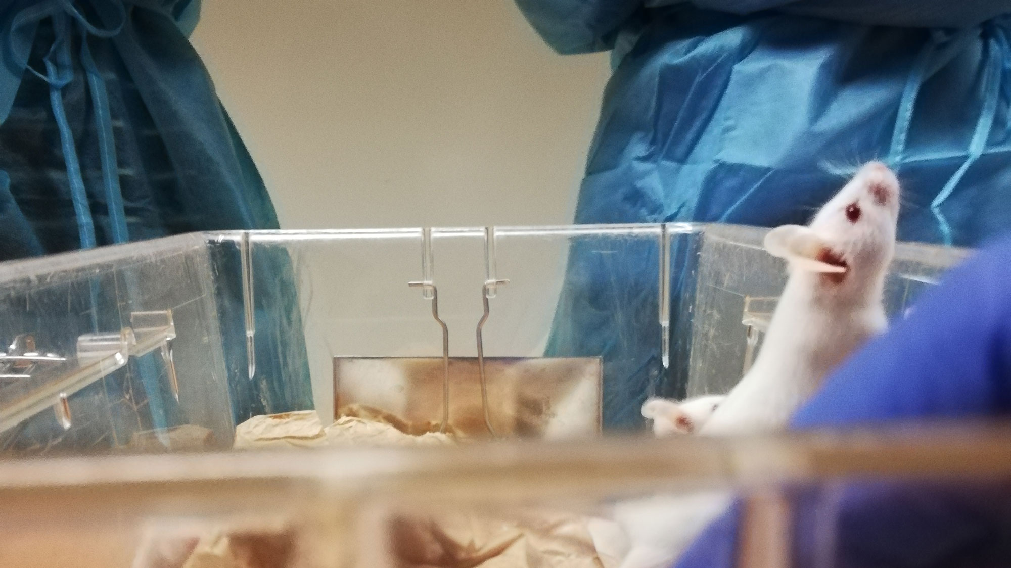 Laboratory Animal Day: UC visits our vivarium | CNC UC